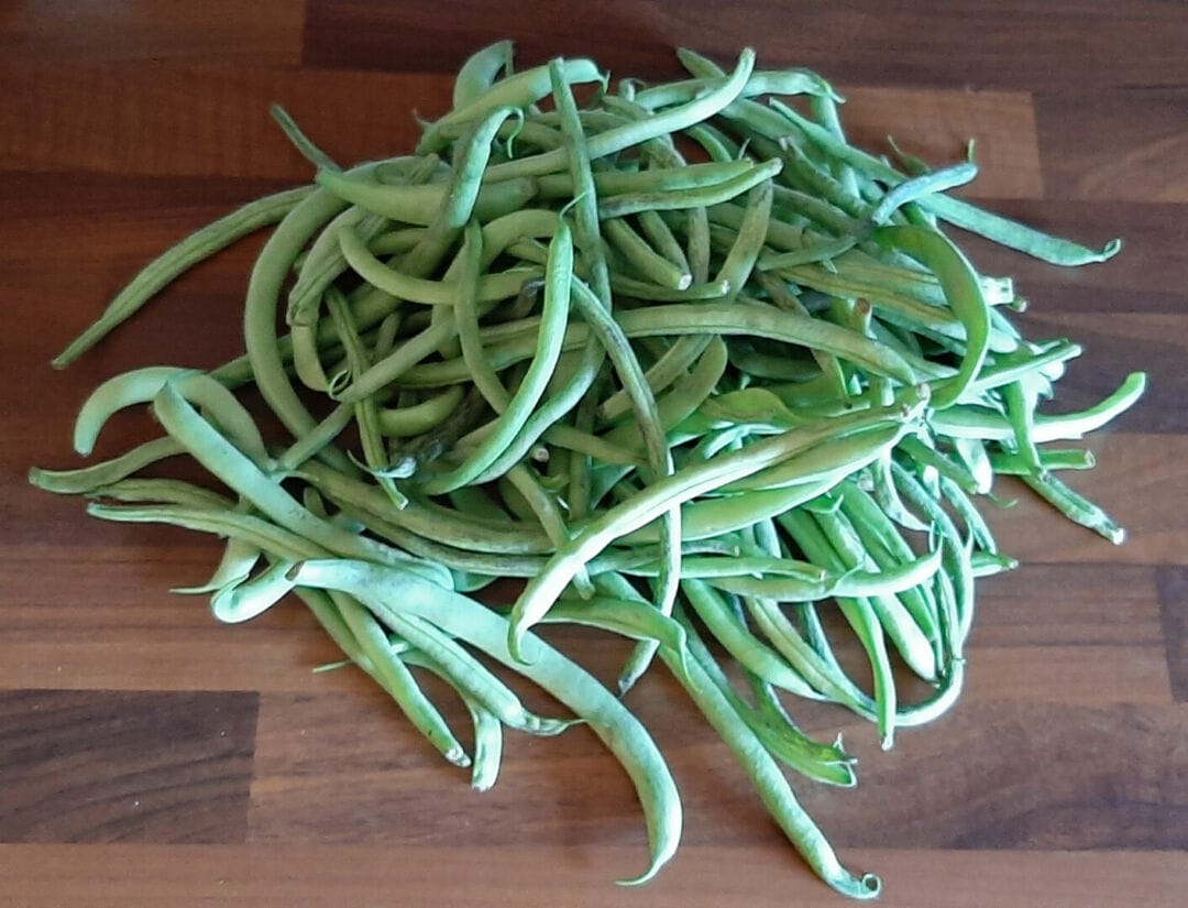 Comment congeler des haricots verts frais du jardin ? La bonne méthode