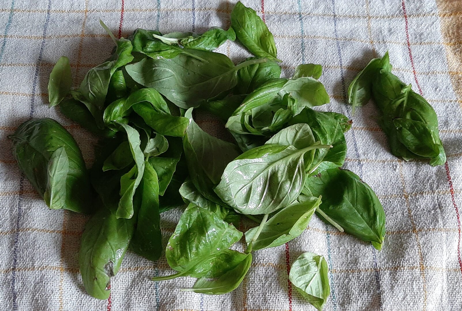 Comment congeler du basilic frais du jardin ? Voici la bonne méthode